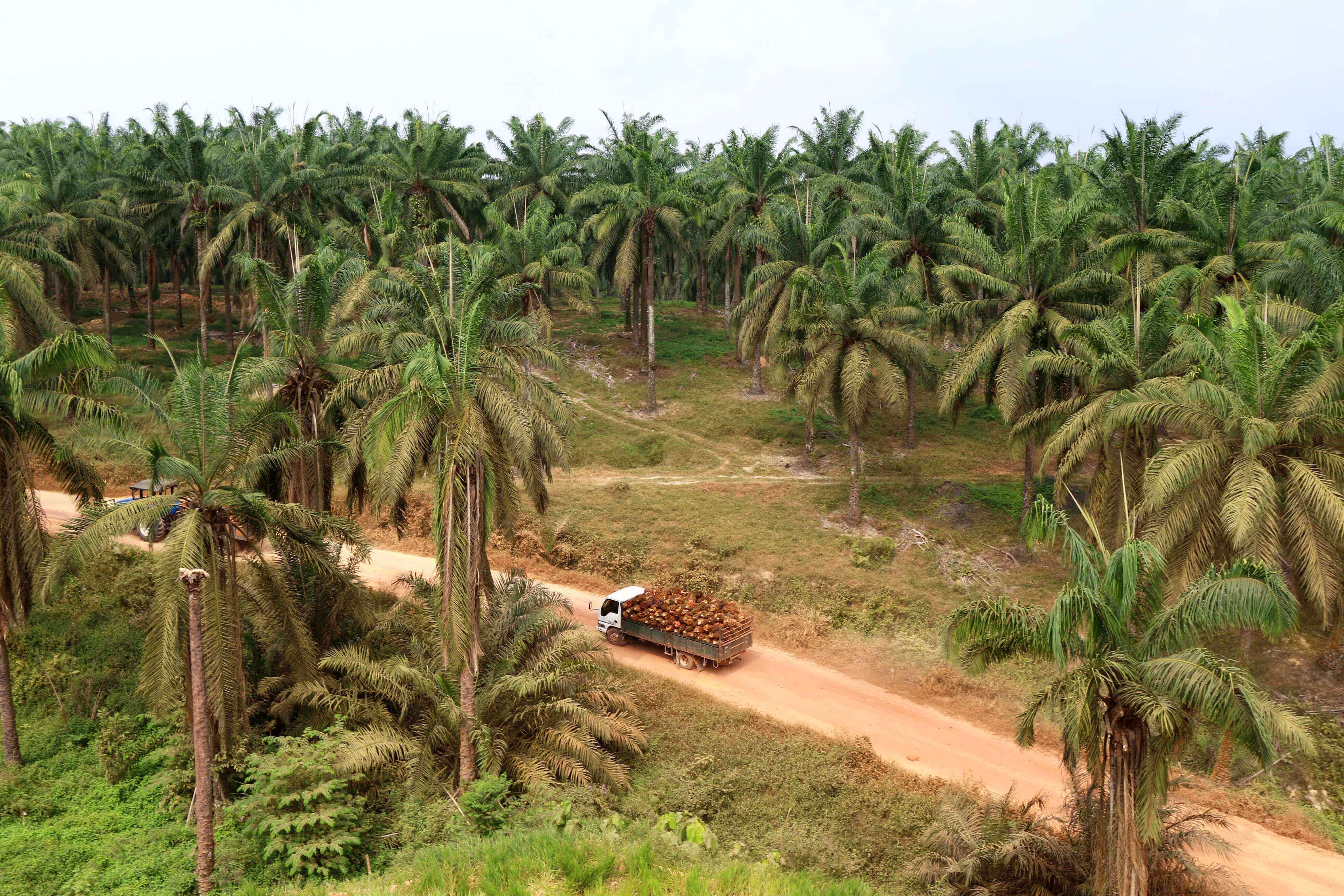 Industries – Plantation | Datamation Group